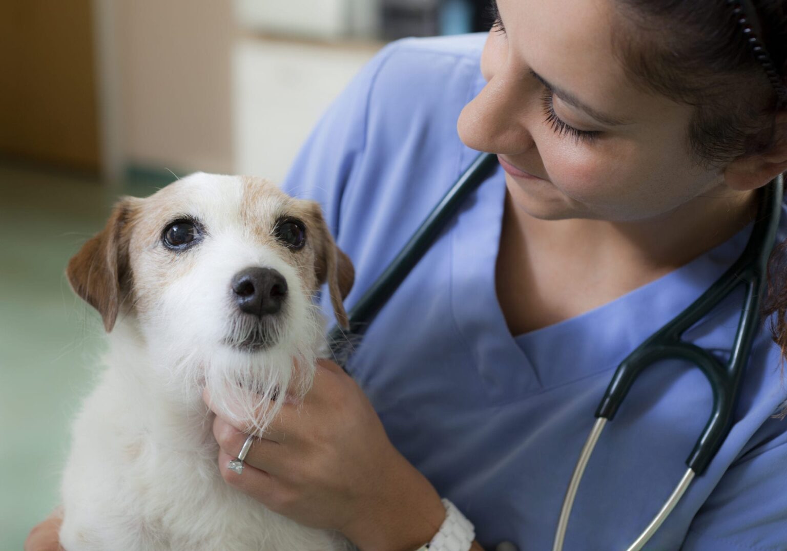 Avoiding Pet Emergencies Through Preventive Care | Schertz Animal Hospital