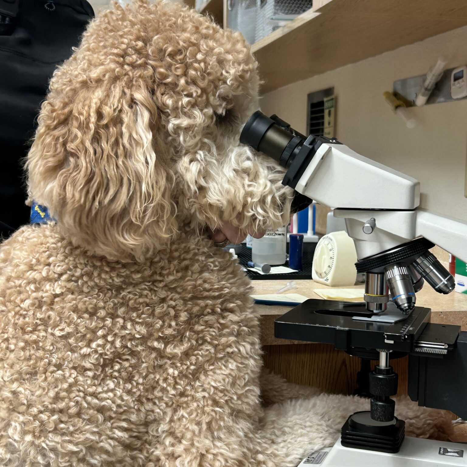 Veterinarian & Animal Hospital in Schertz, TX | Schertz Animal Hospital